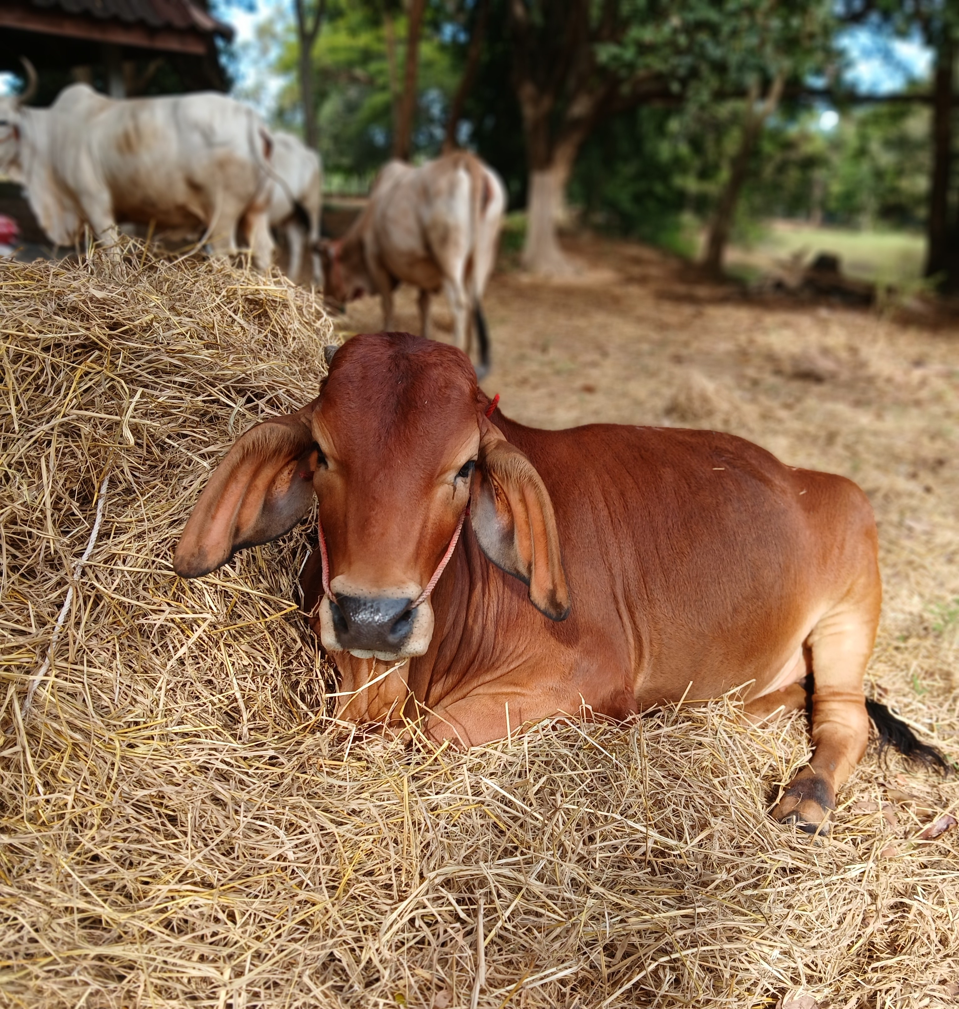 FaaSai Resort and Spa - 4000 years of organic farming